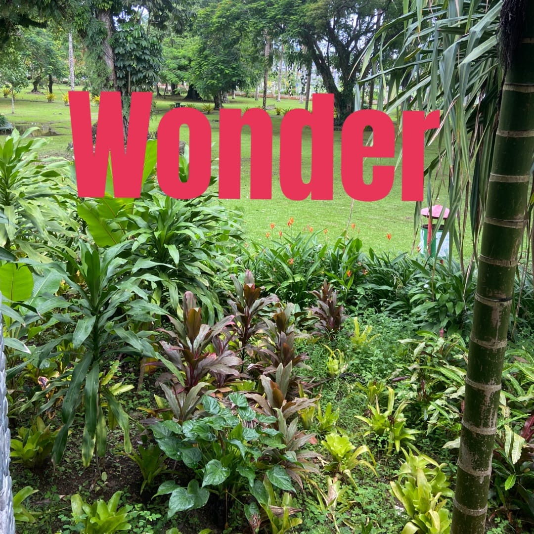 Wonder - Living the Life God Intended